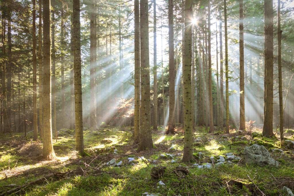 Rayons de soleil à travers la forêt - papier peint
